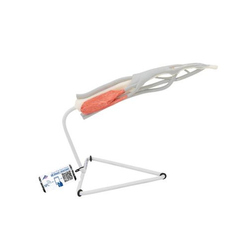 Life-Size Internal Finger Anatomy Model | Health and Care